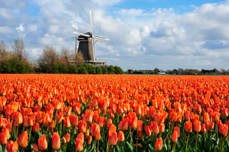 See tulip fields in the Netherlands on this train route